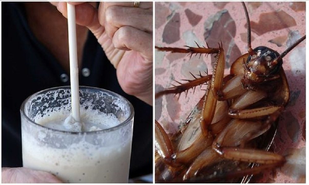 Leche de cucaracha: la bebida del futuro - Sergio Lapegue